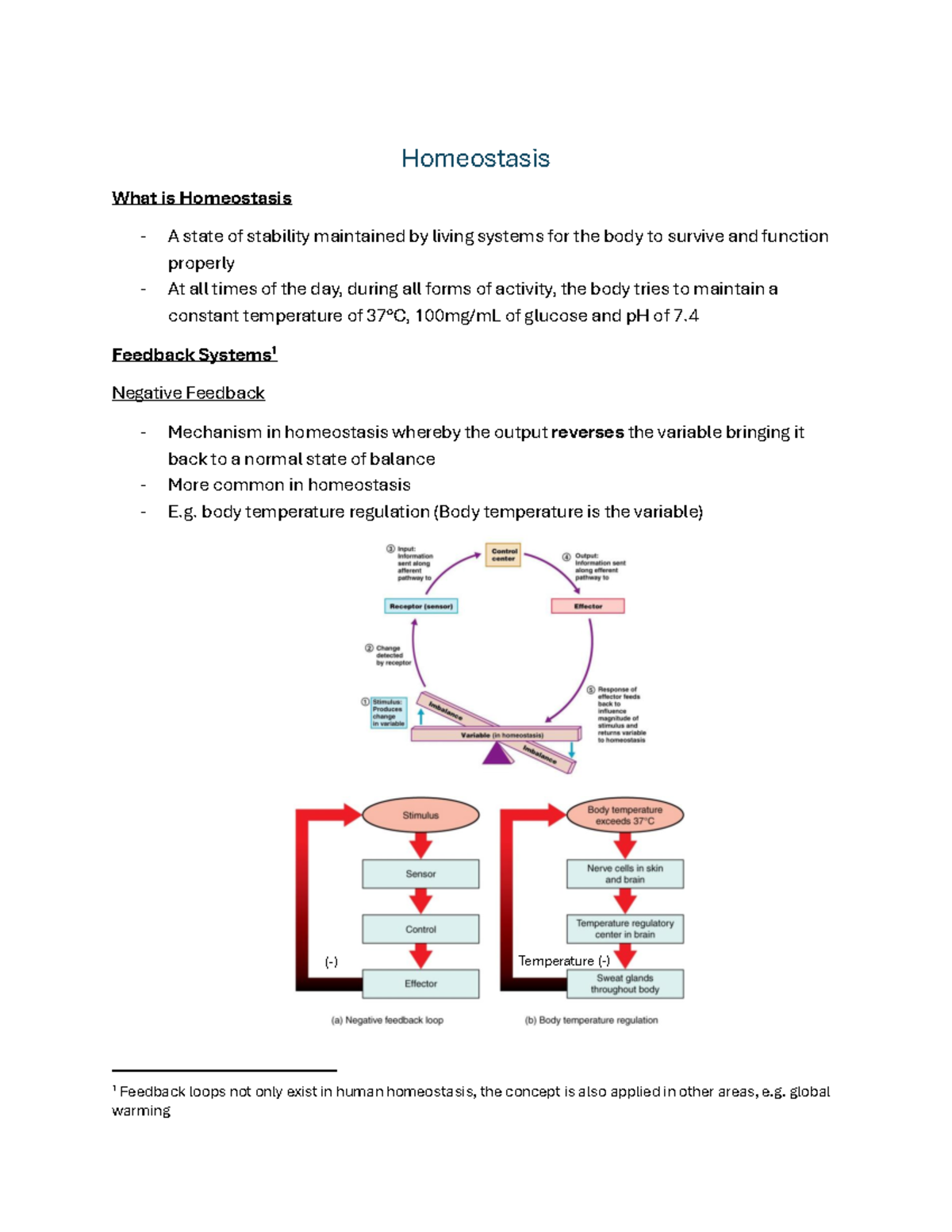 Homeostasis: Feedback Mechanisms and Urine Formation Notes - Studocu