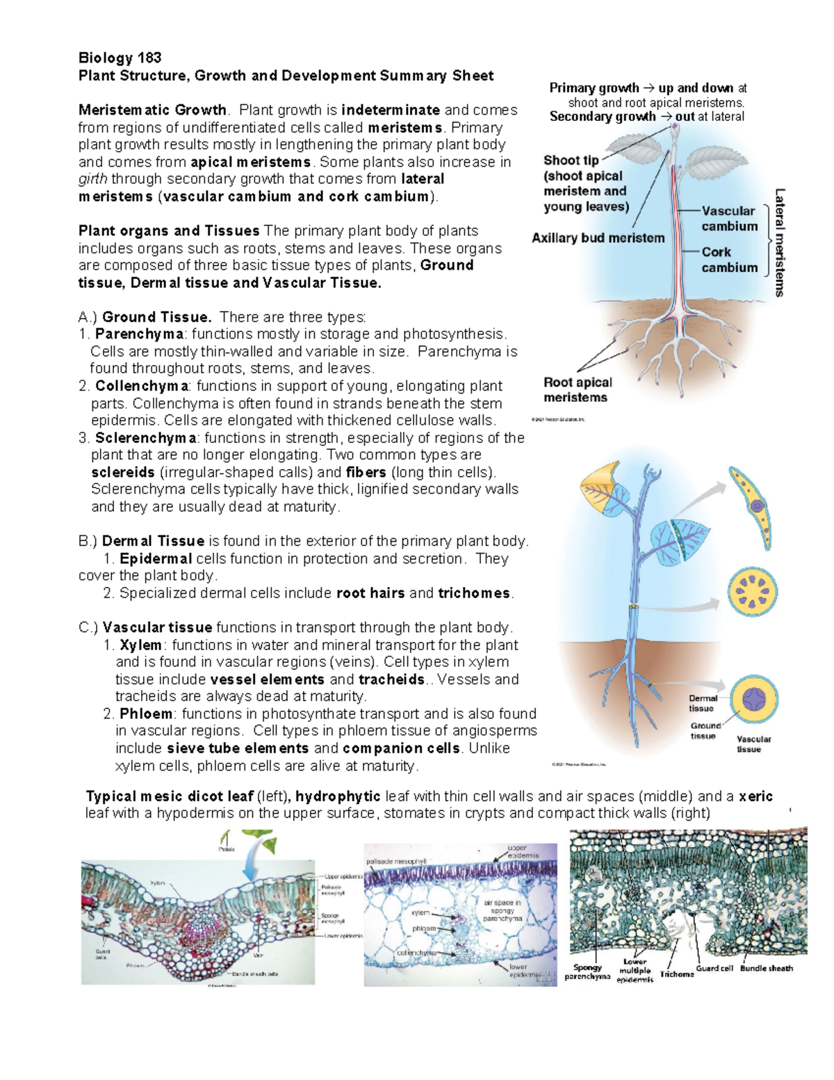 Biology 183: Plant Structure, Growth and Development Summary - Studocu