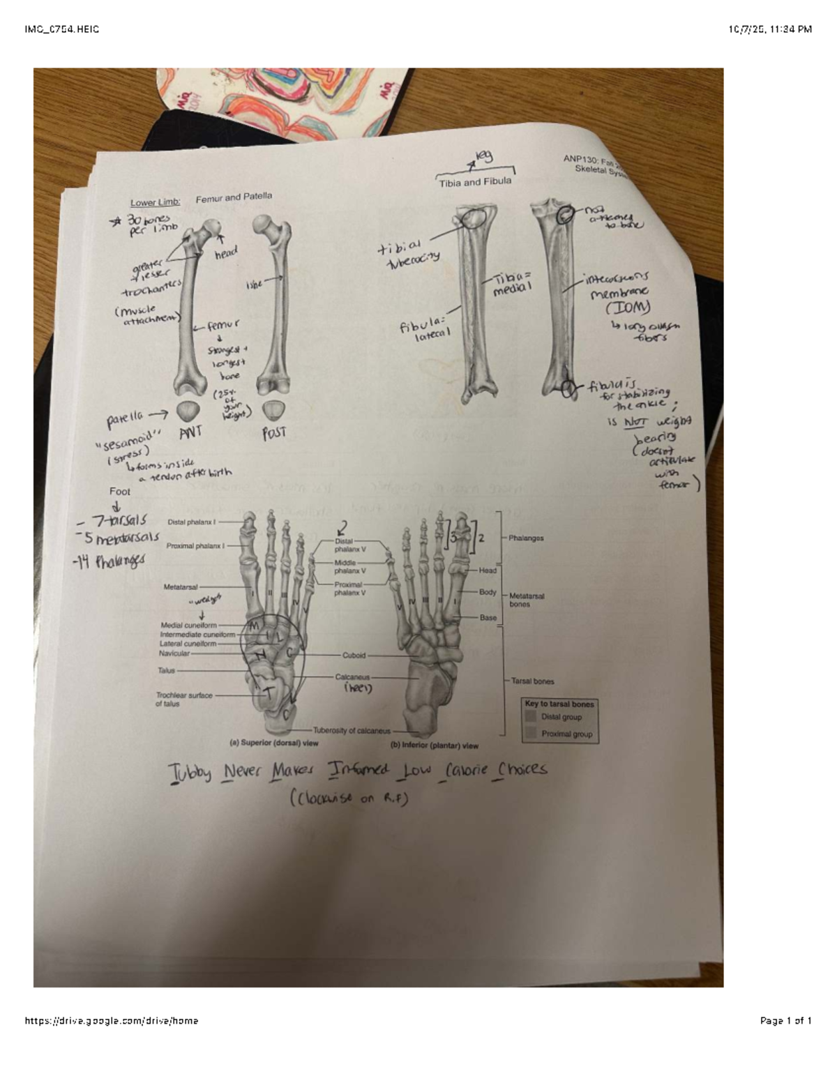 ANP130: Lower Limb Anatomy - Femur, Patella, Tibia & Fibula Overview ...