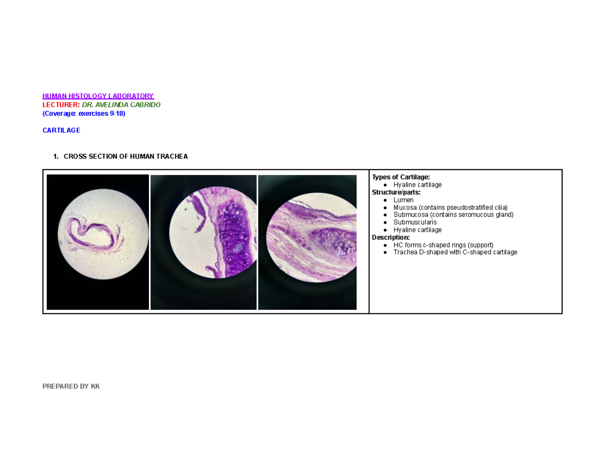 HH 101: Human Histology Lab Final Exam Reviewer - Tissue Types ...