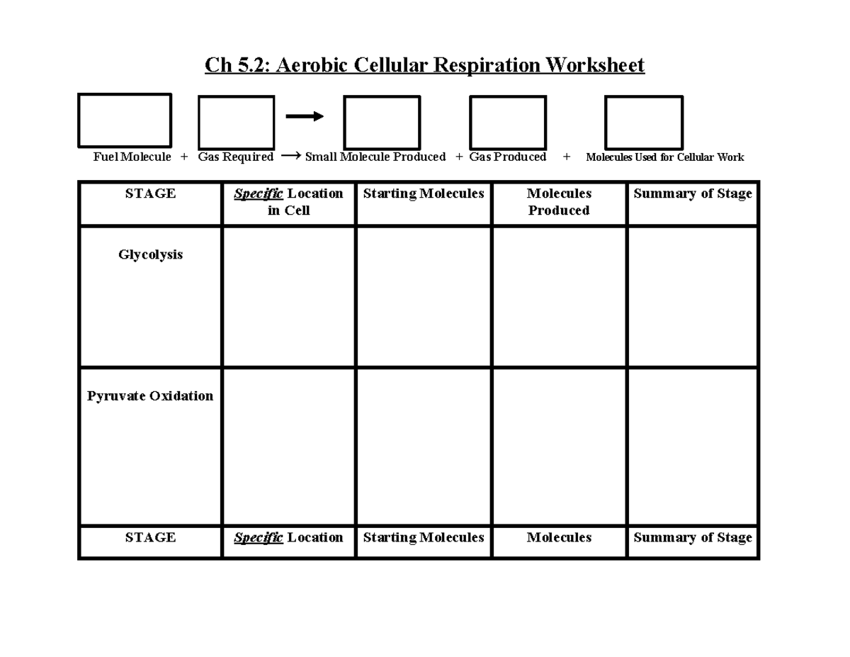 Ch 5.2 Aerobic Cellular Respiration worksheet(1) - BSCI 150 - Ch 5 ...
