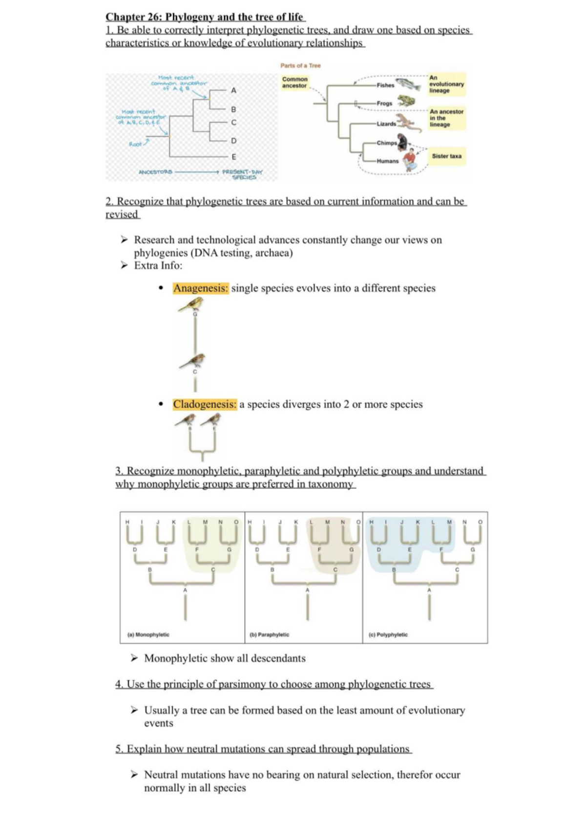 Chapter 26: Phylogeny and the Tree of Life - Exam Study Notes - Studocu