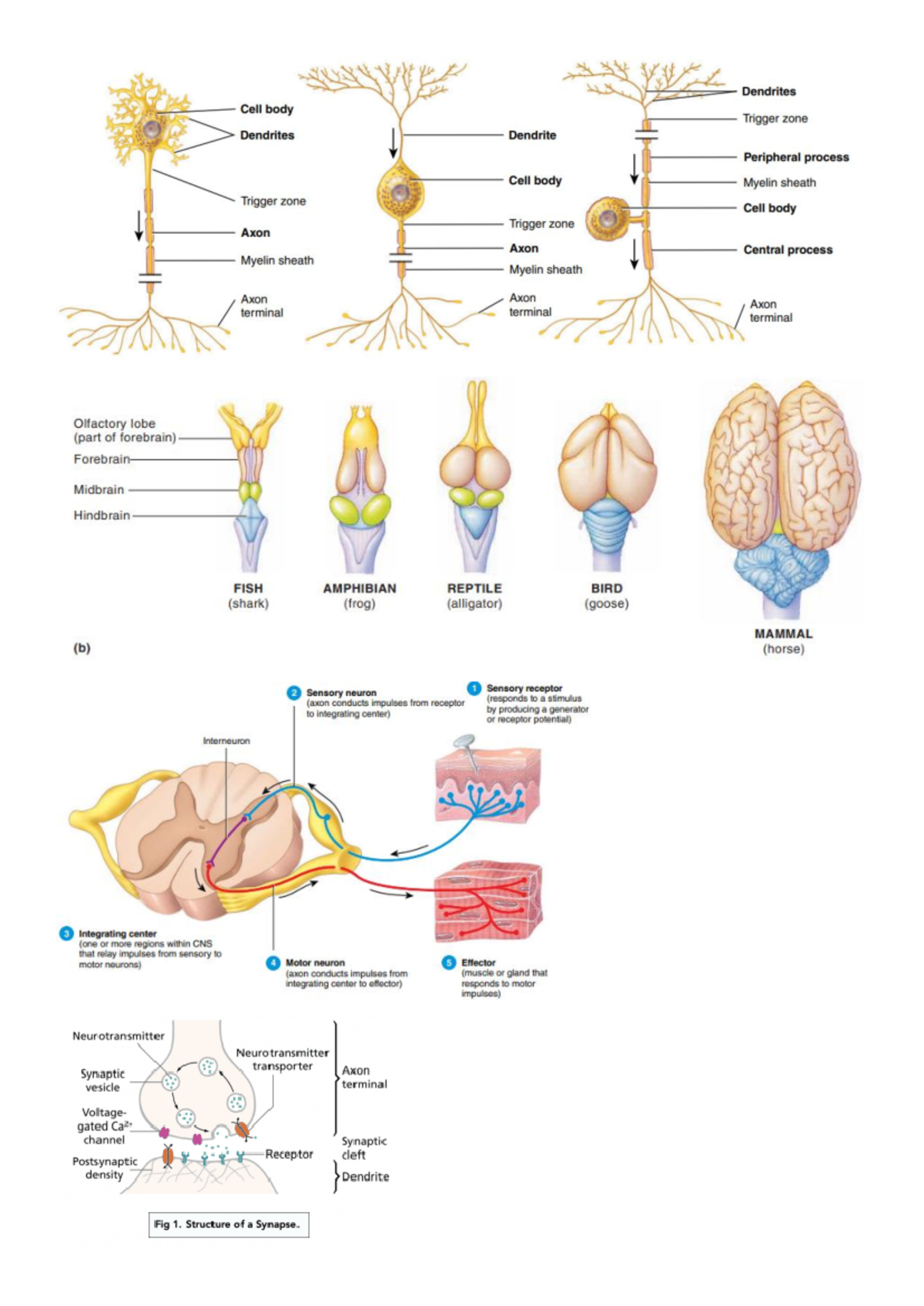 Physiolecc 1 - Neuroanatomy and Physiology Overview - Studocu