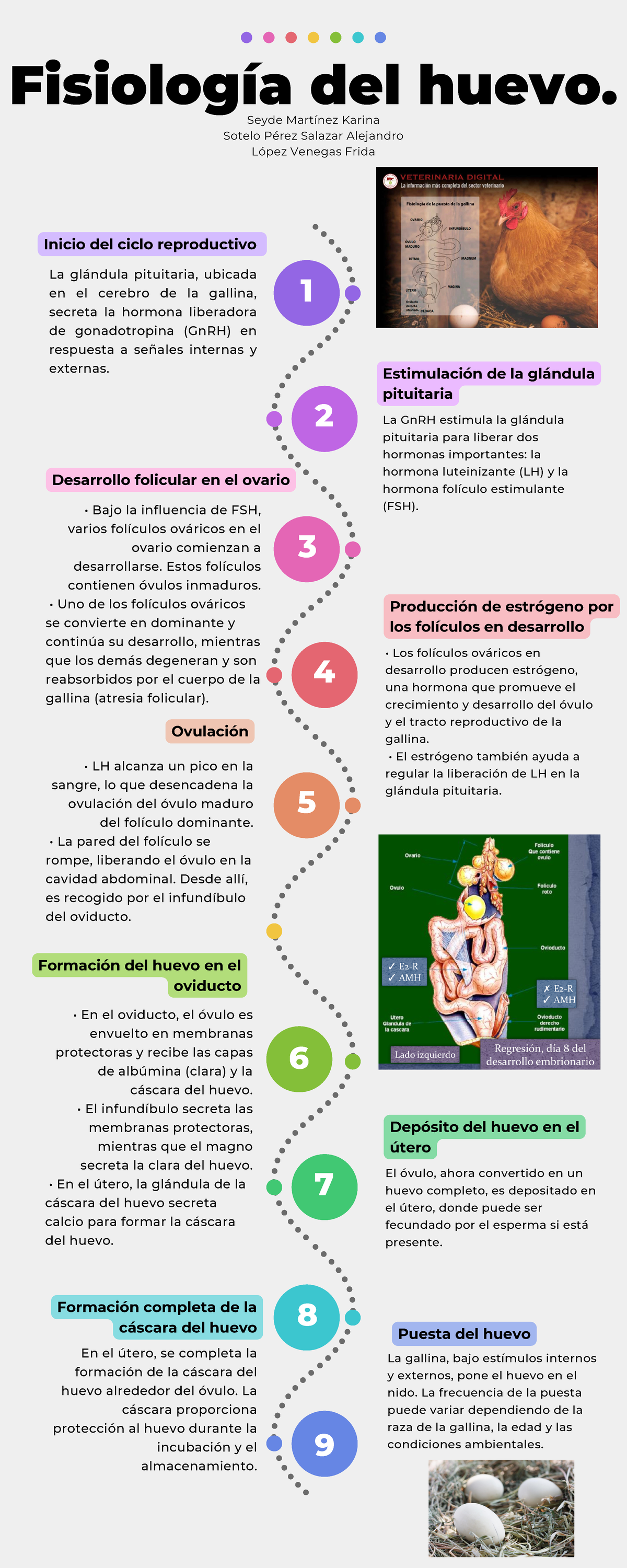 Fisiología del huevo: Infografía detallada sobre su desarrollo y ...