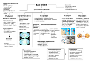Evolution lernzettel - Evolutionstheorien: Carl von Linne: schuf ...