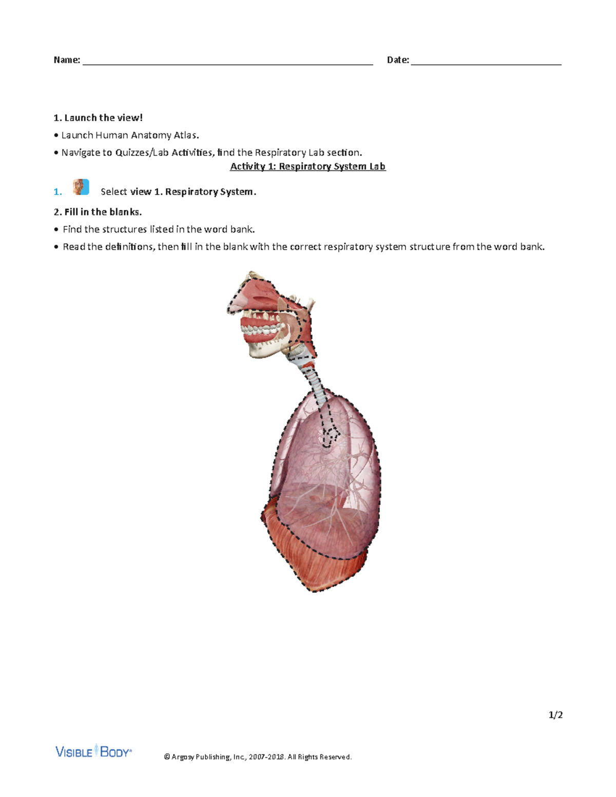 Respiratory System Blank