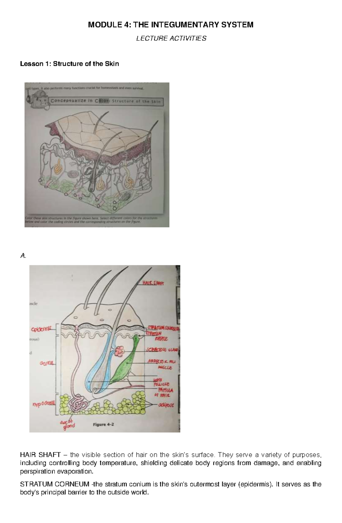 Module 4: Lecture Activities on the Integumentary System - Studocu