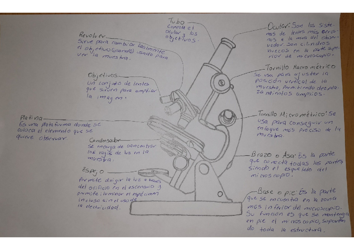 Partes del Microscopio Óptico y sus funciones - Tubo Corecta el Ocular ...