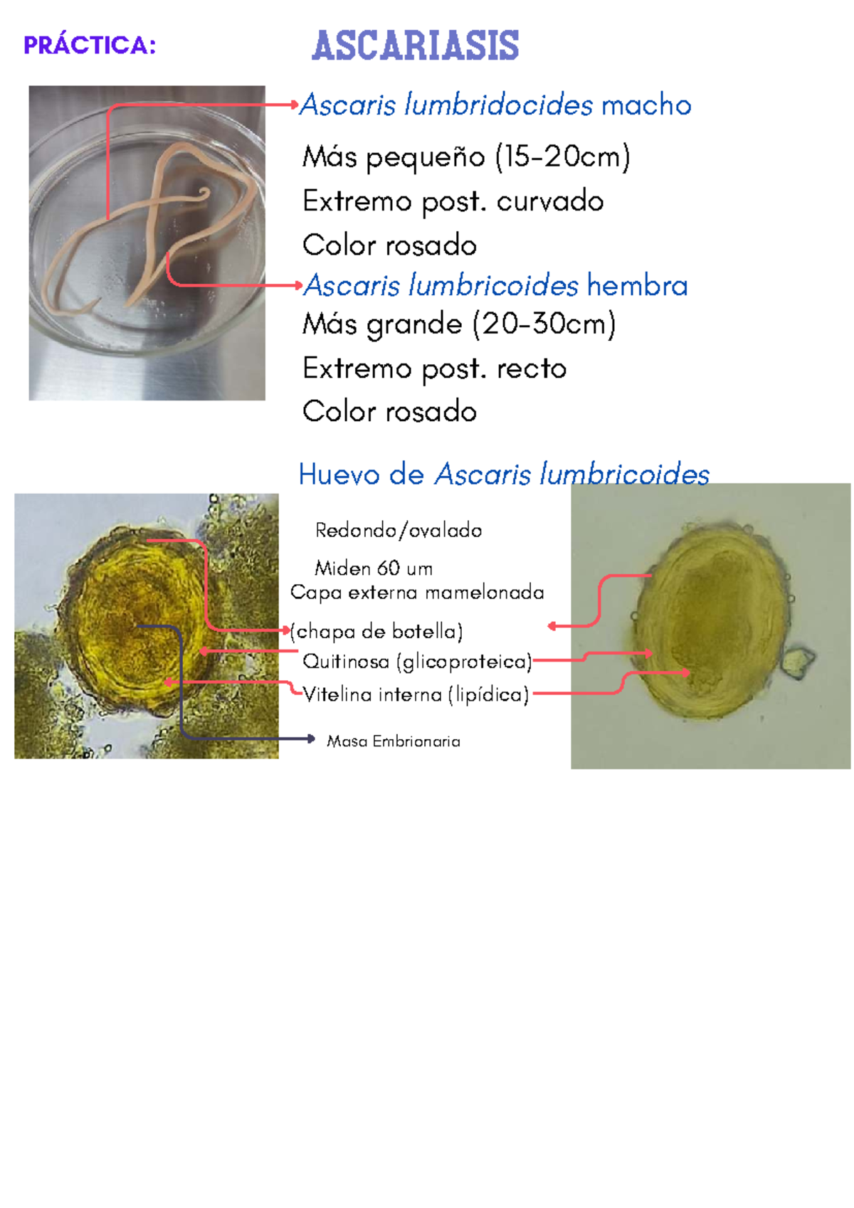 Apuntes 1er Examen Práctico de Parásitos: Ascaris y Tenias - Studocu