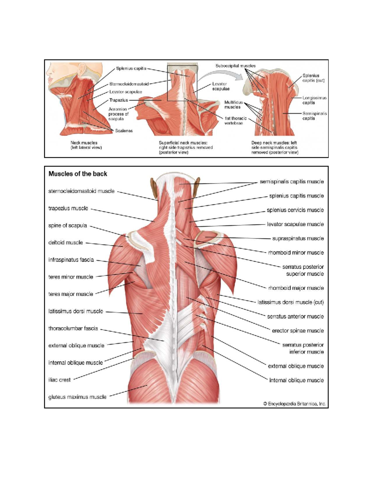 Anatomy of Neck Muscles: Anaphy Overview - Studocu