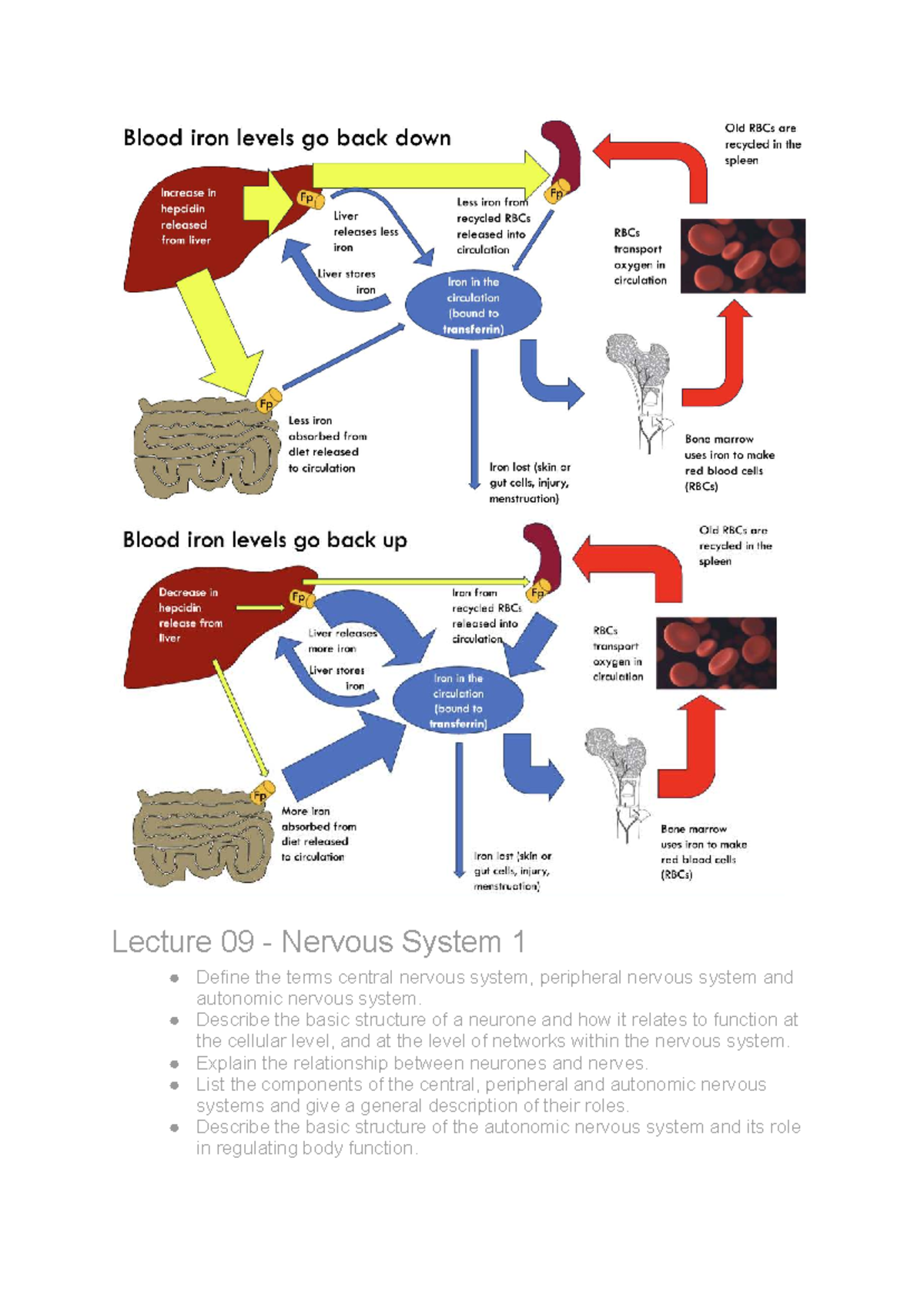 Lecture 09 & 10 - Nervous System Overview - Studocu