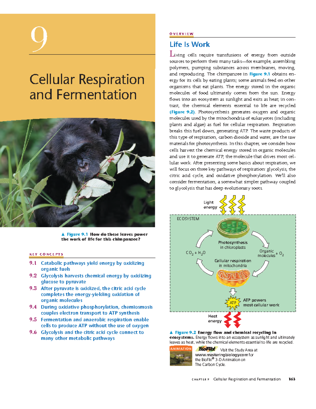 Chapter 9 - Energy Harvesting: Cellular Respiration & Fermentation ...
