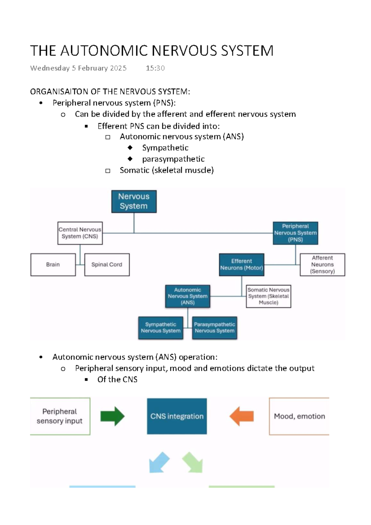 THE Autonomic Nervous System - ORGANISAITON OF THE NERVOUS SYSTEM ...