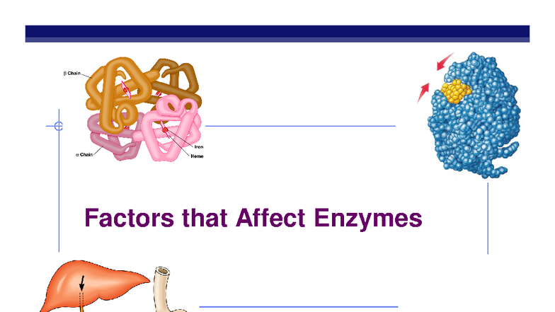 AP Biology: Factors Affecting Enzyme Function & Regulation Notes - Studocu