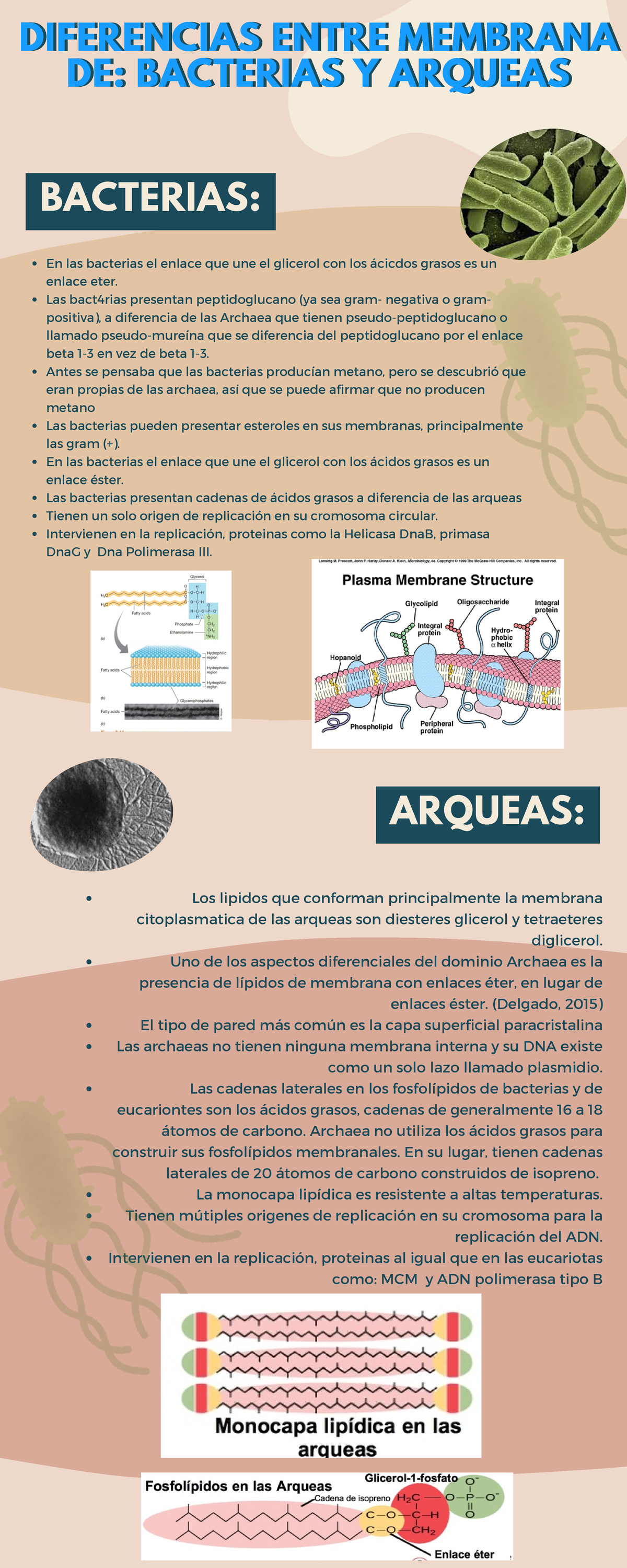 Diferencias en las Membranas: Bacterias vs Arqueas - Studocu