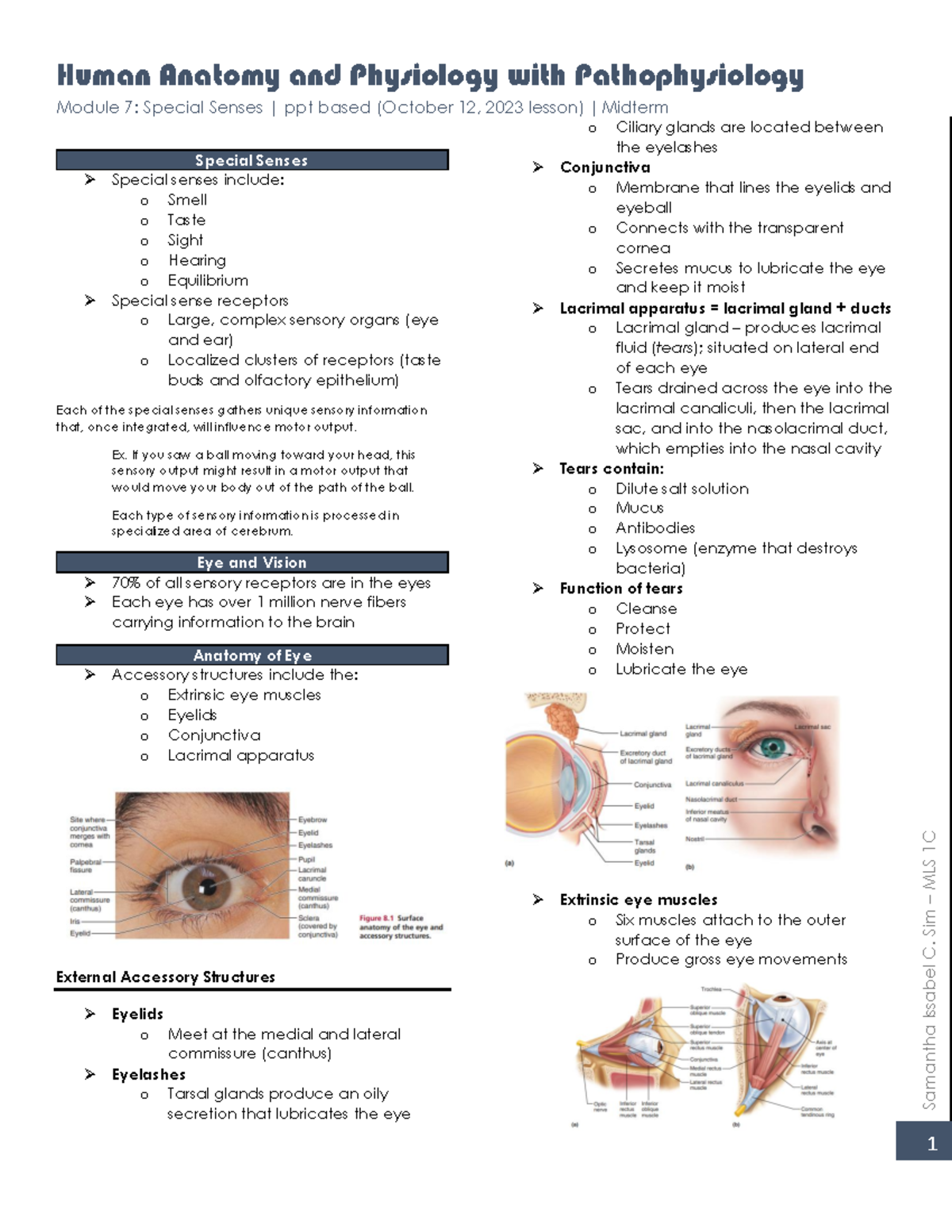 MLS 1C Midterm: Lecture Notes on Human Anatomy - Special Senses - Studocu