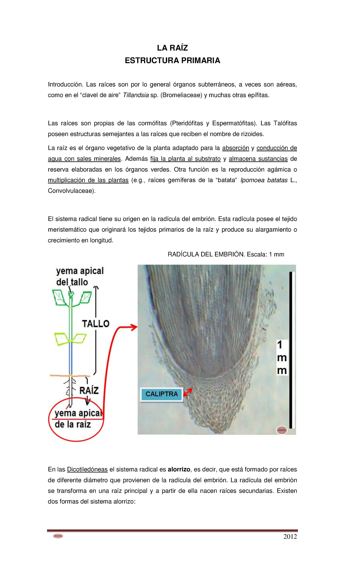 16._estructura_primaria_de_raíz.pdf - LA RAÍZ ESTRUCTURA PRIMARIA ...