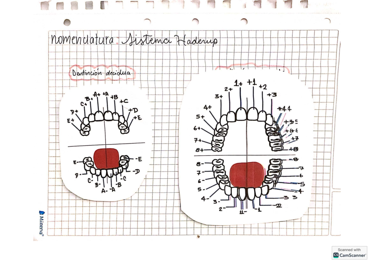 Nomenclatura del Sistema Haderup: Dentición Decidua y Permanente - Studocu