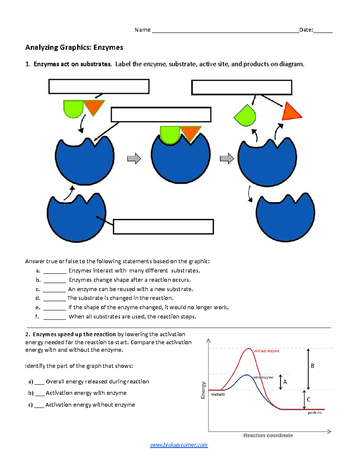 Analyzing Graphics Enzymes (AP Bio) - Name ...