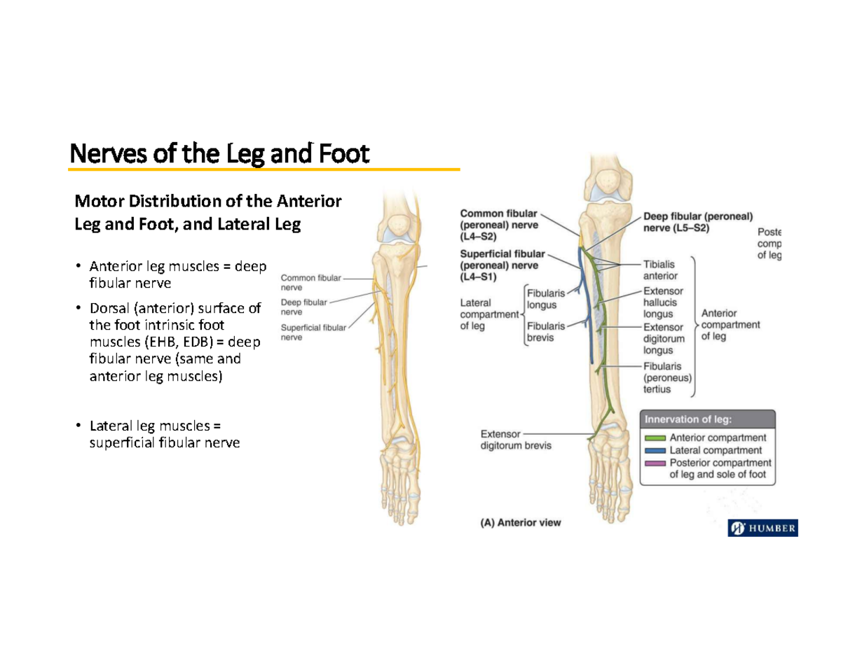 ANAT 101 - Lecture 13: Leg Nerves and Medial Arch Control W2025 - Studocu