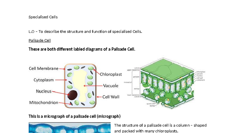 Specialised Cells: Structure & Function Overview - Studocu
