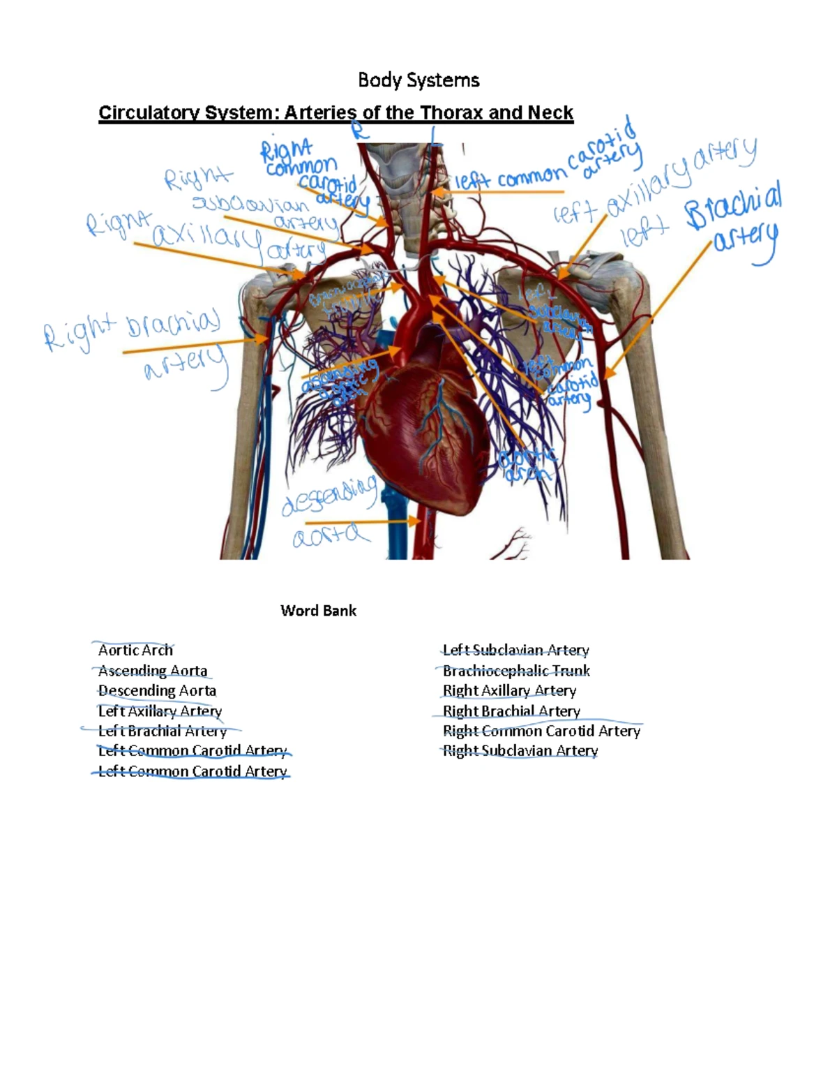 Internal Anatomy Labeling Worksheet - Internal Heart Anatomy Structures ...