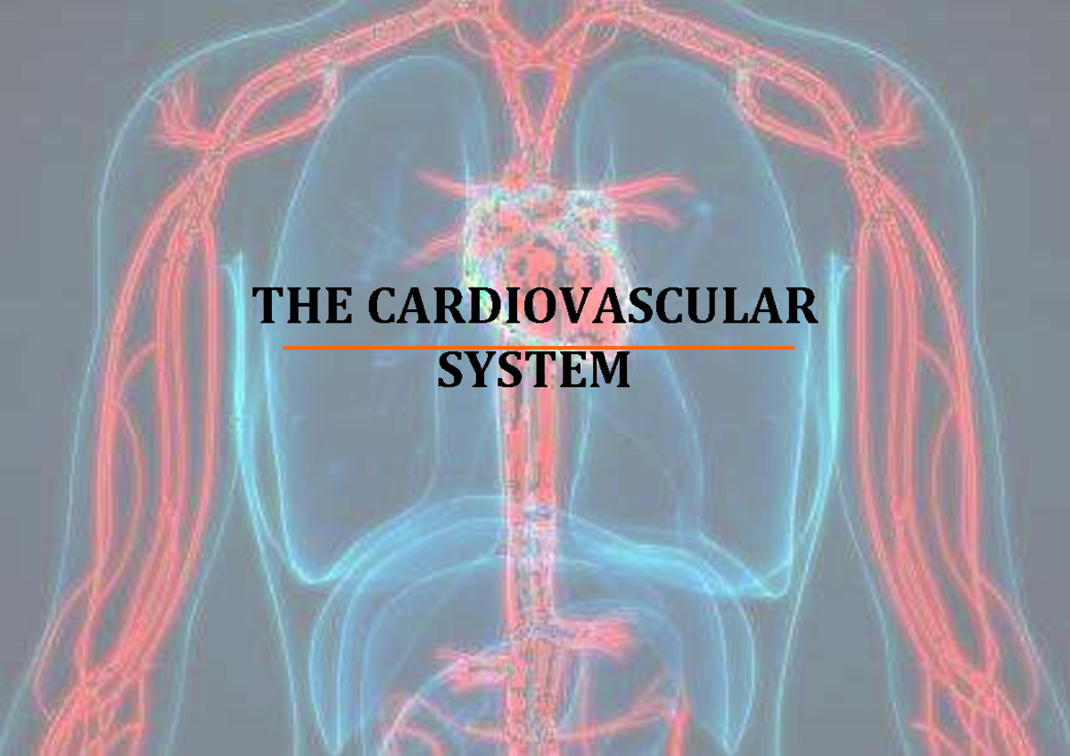 Cardiovascular System Lab Notes: Structure & Function - Studocu