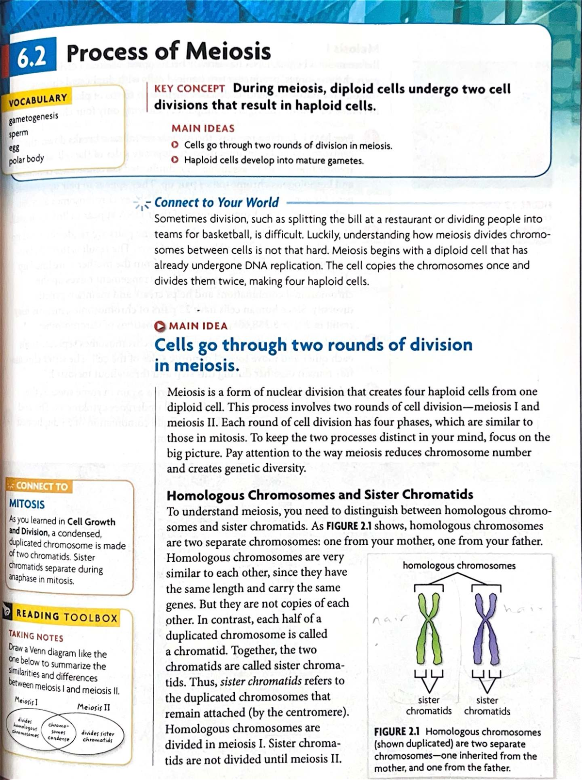 6.2 Process of Meiosis - Key Concepts and Main Ideas in 10th Biology ...
