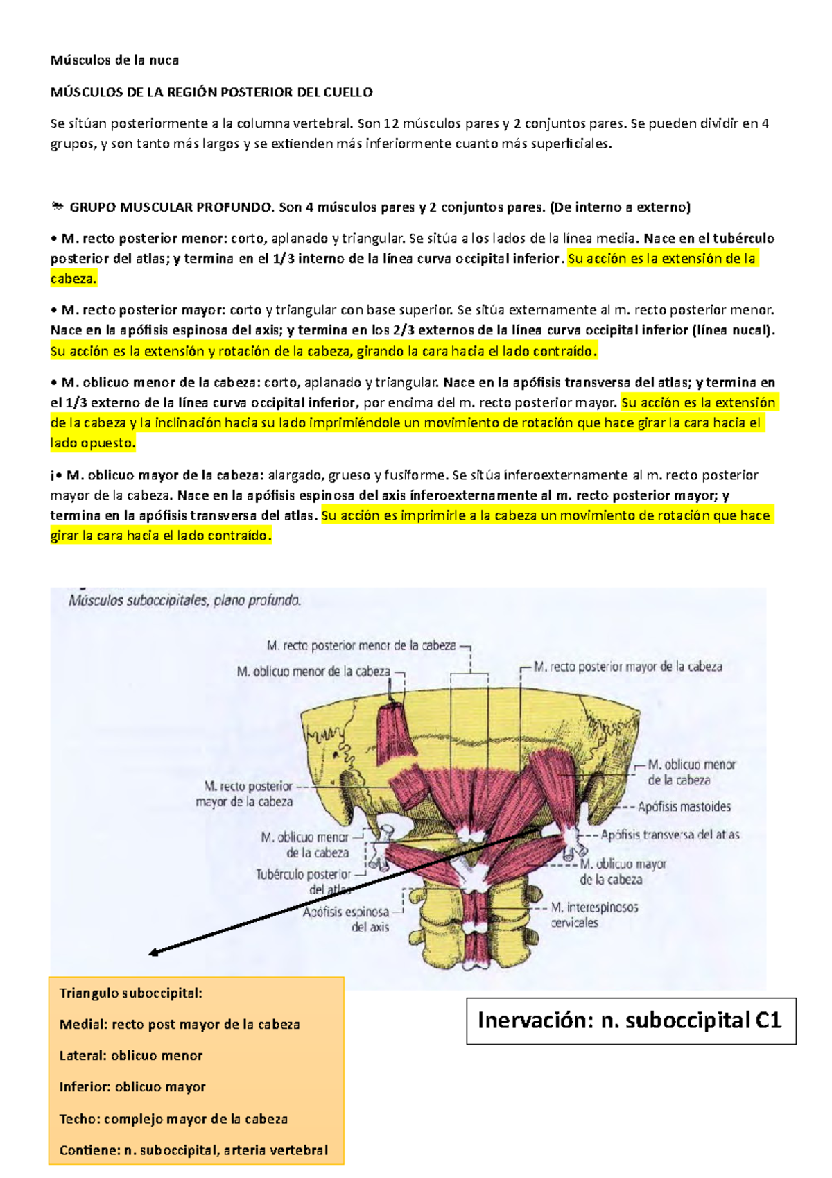 Músculos de la Nuca: Anatomía y Funciones de la Región Cervical - Studocu