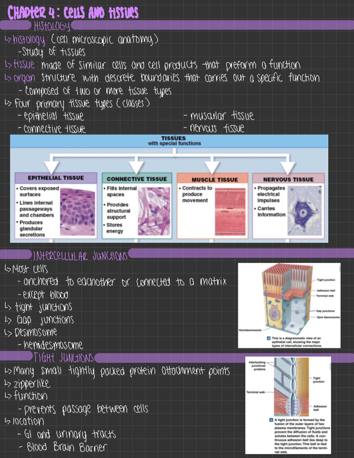 Chapter 4 Cells and Tissues - CHADteR 4 : COLLS AND HSSUeS HIStOLOGY histology : (cell ...