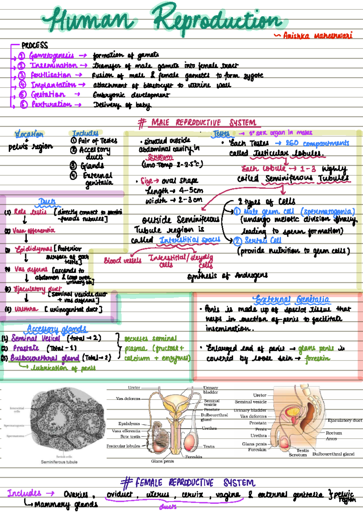 Class 12 Human Reproduction Study Notes: Key Processes and Structures ...