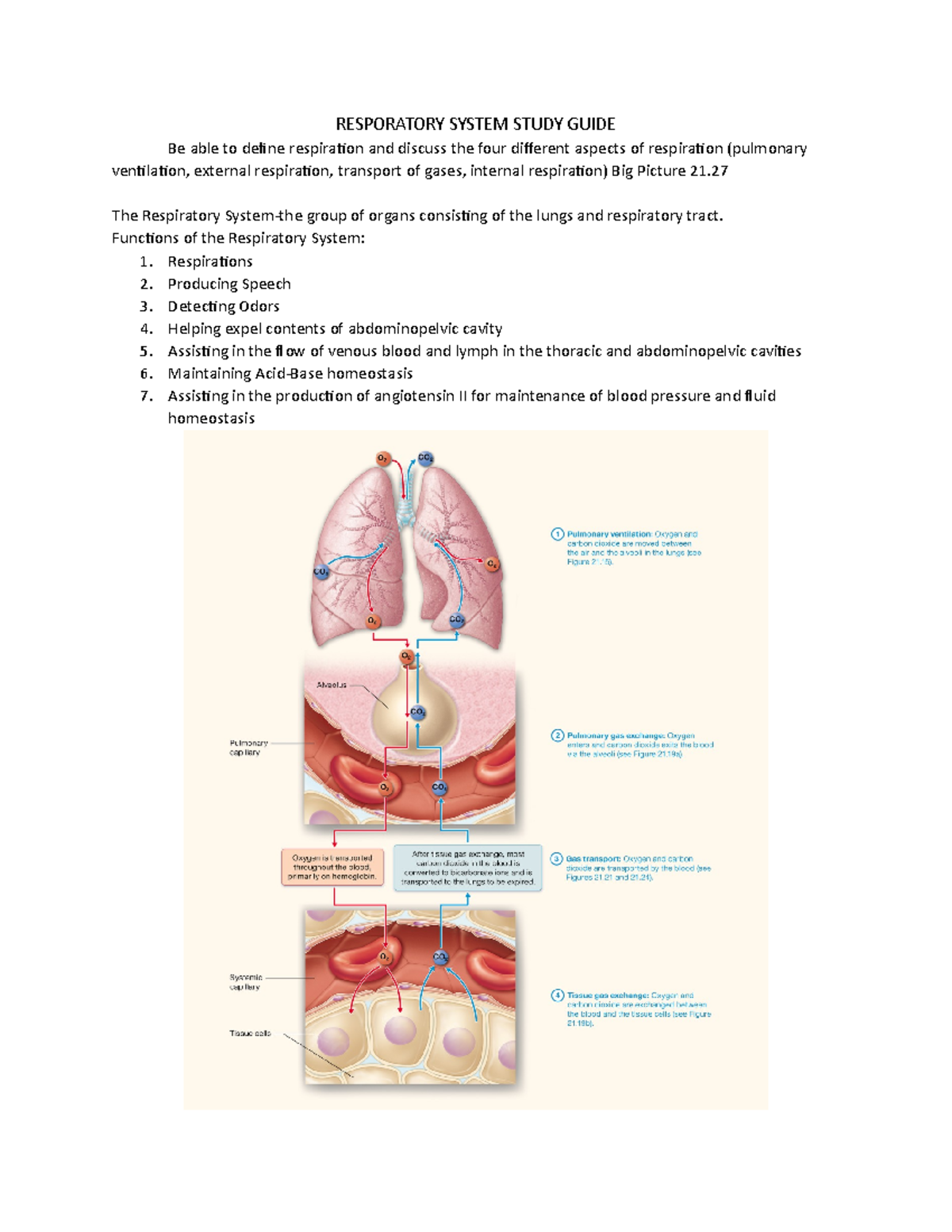 Respiratory System Study Guide Circulatory And Respiratory System