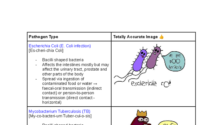 HSC Biology Module 7: Pathogen Types and Immune Responses - Studocu