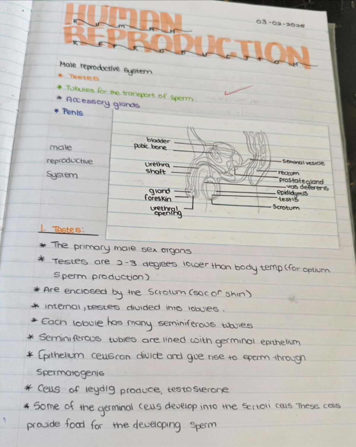 Human Reproduction Overview (Grade 12) - Studocu
