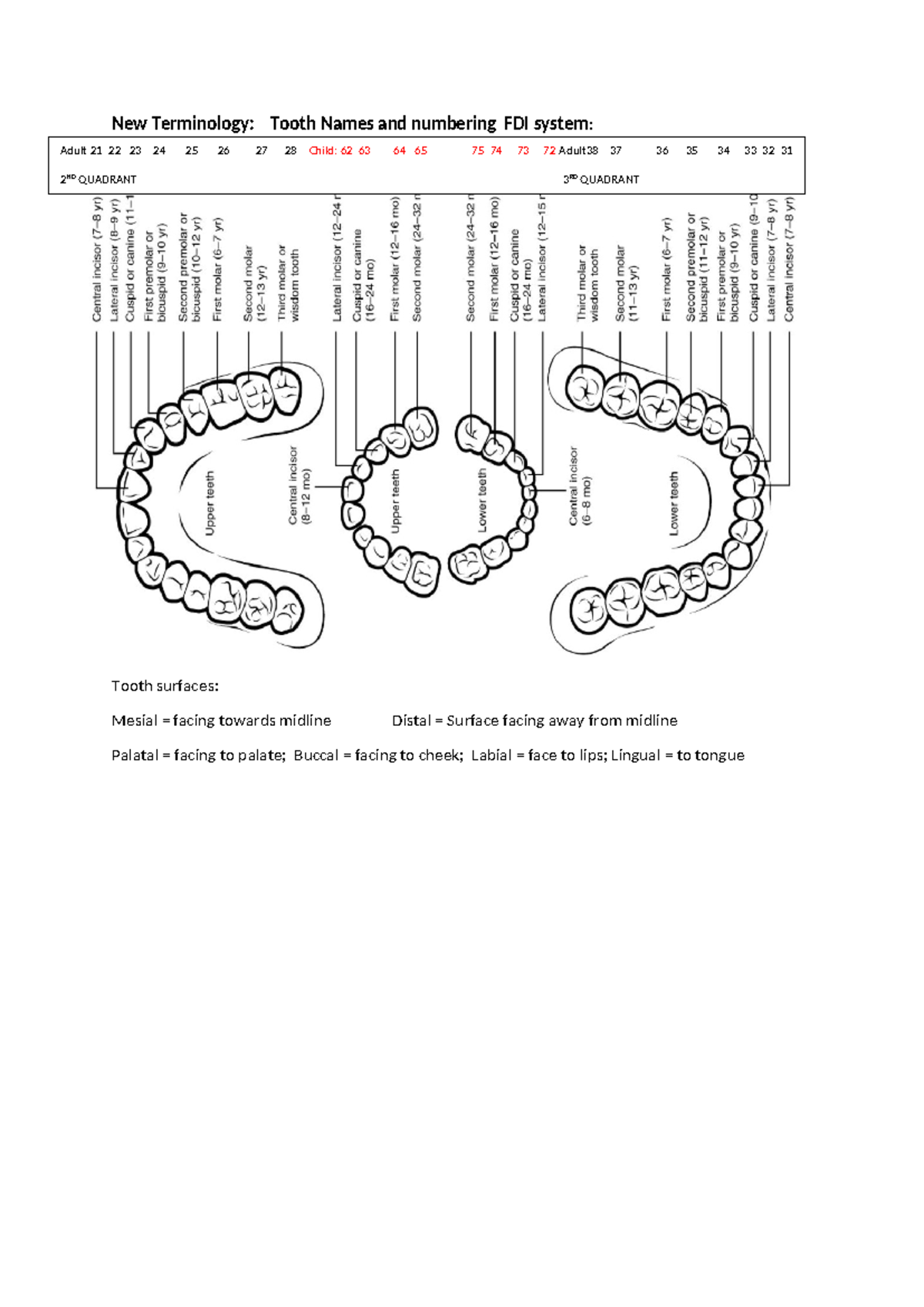 Anatomical Landmarks and Terminology in Dentistry: FDI System Guide ...
