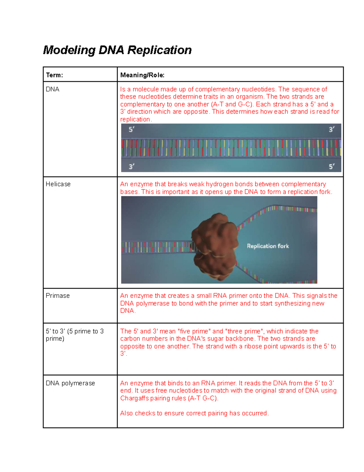 Modeling DNA Replication - Key Concepts and Processes - Studocu
