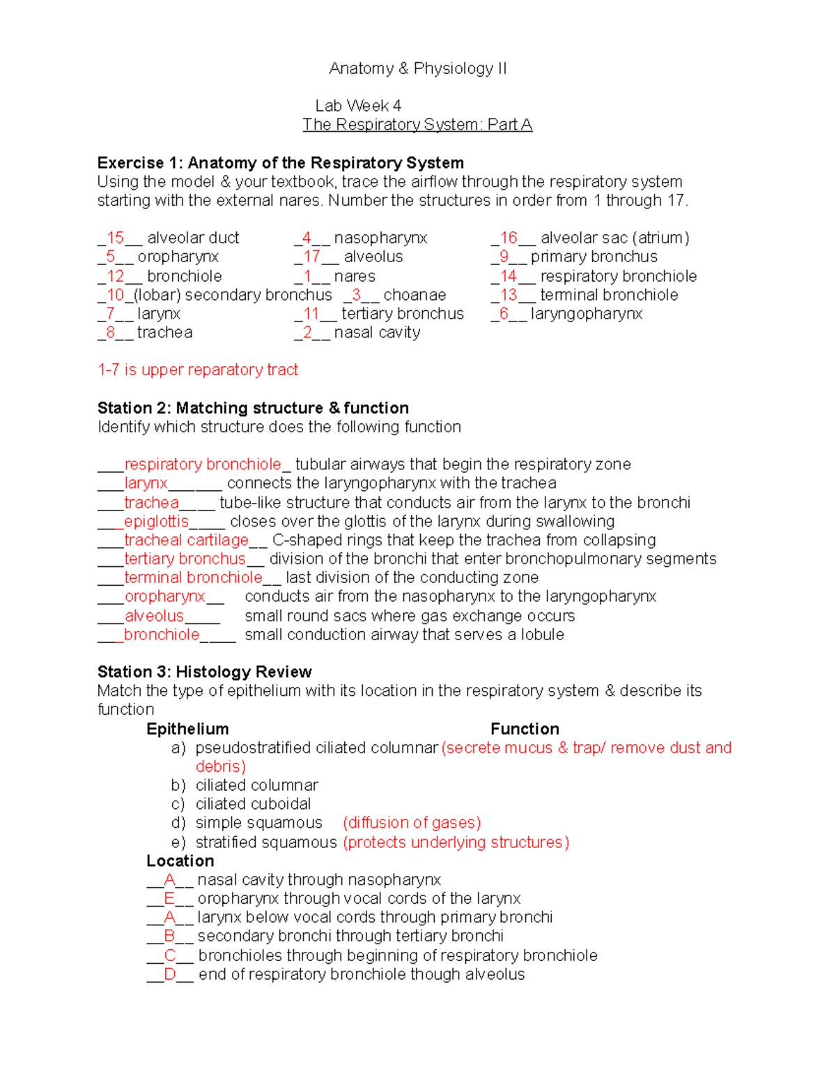 Anatomy & Physiology II Lab A: Respiratory System Overview - Studocu
