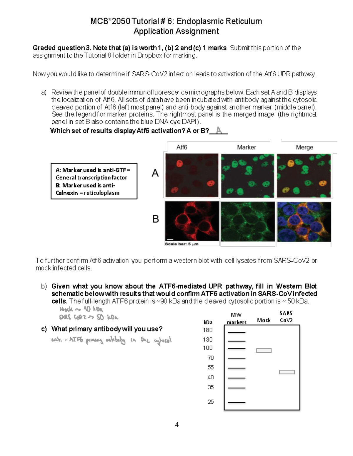 Tutorial 6 Seminar Assignment - PDF - 4 MCB*2050 Tutorial # 6: Endoplasmic Reticulum Application ...