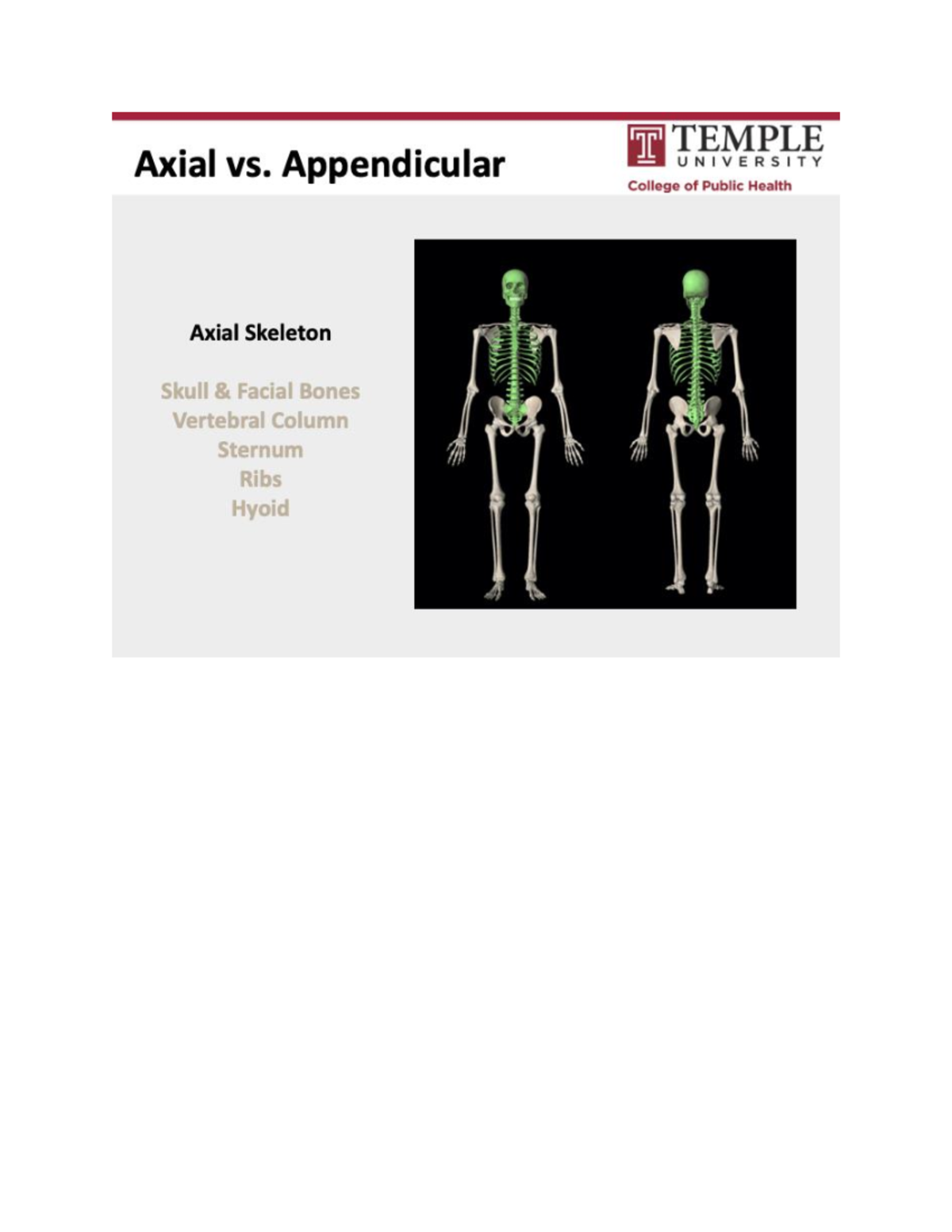 Final Exam Review: Axial vs. Appendicular Skeleton - XYZ 101 - Studocu