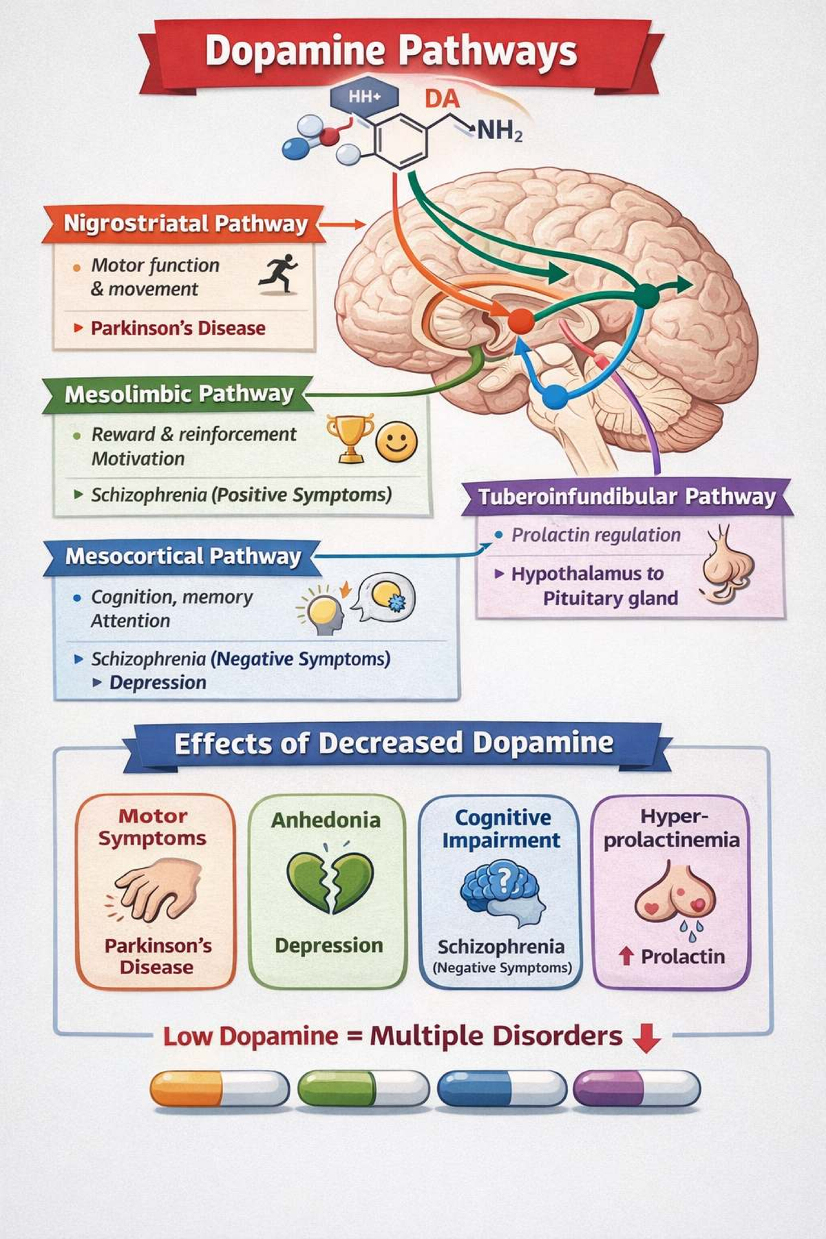 Dopamine Pathways and Their Role in Movement & Schizophrenia - Studocu