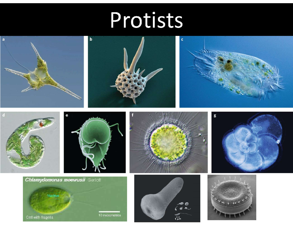 Protists: Diversity, Evolution, and Classification Study Guide (BIO 101 ...