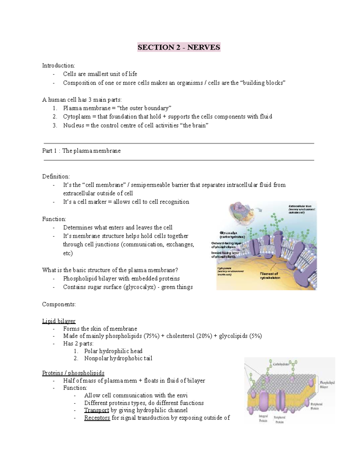 Section 2 - Nerves: Understanding Cell Structure and Function - Studocu