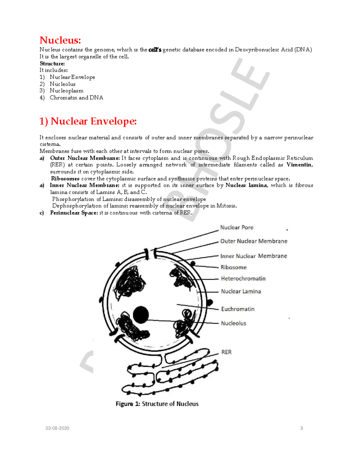 Nucleus Structure and Function: Detailed Notes for Bio 101 - Studocu