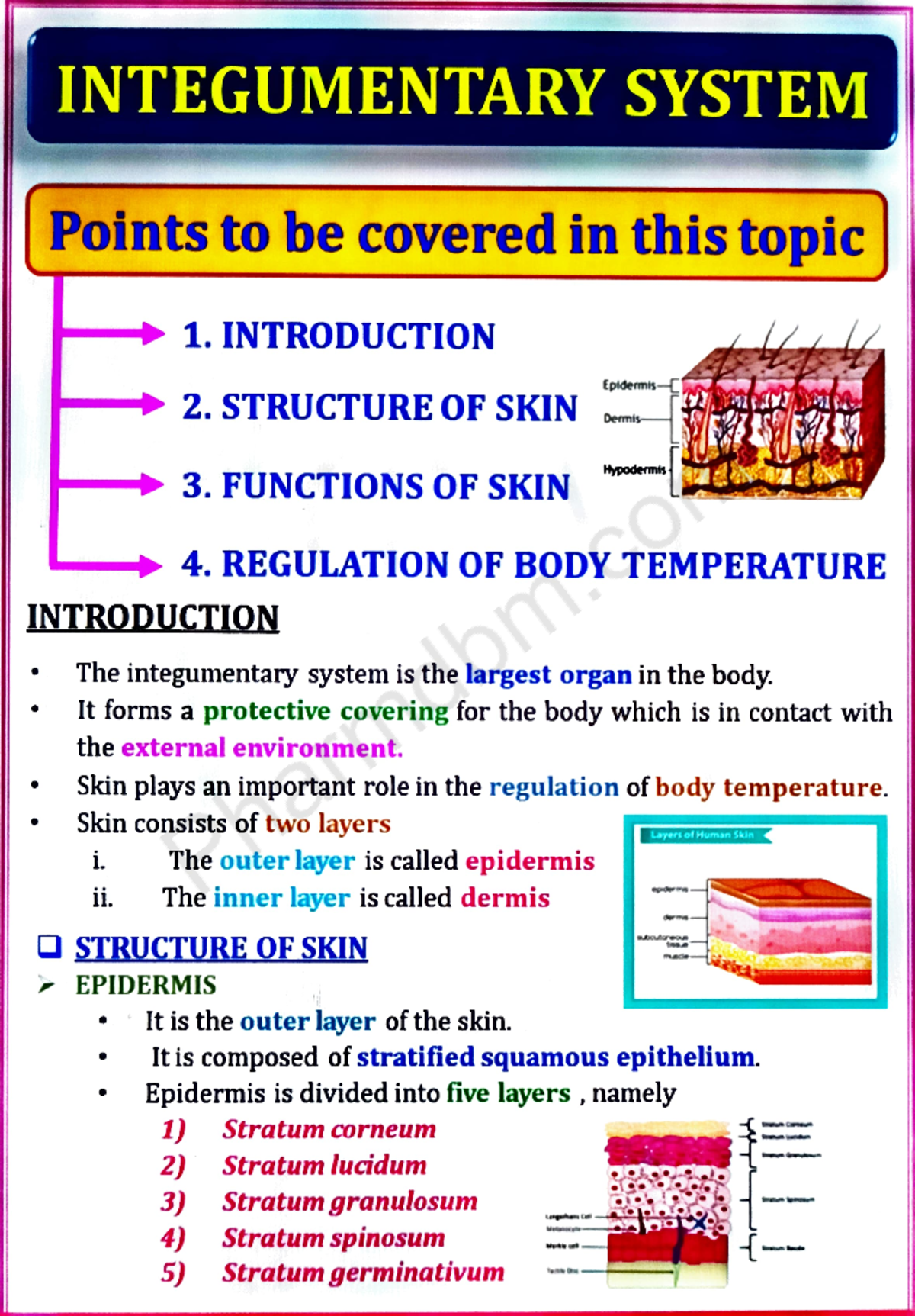 HAP-Unit 2: Integumentary System Overview and Functions - Studocu