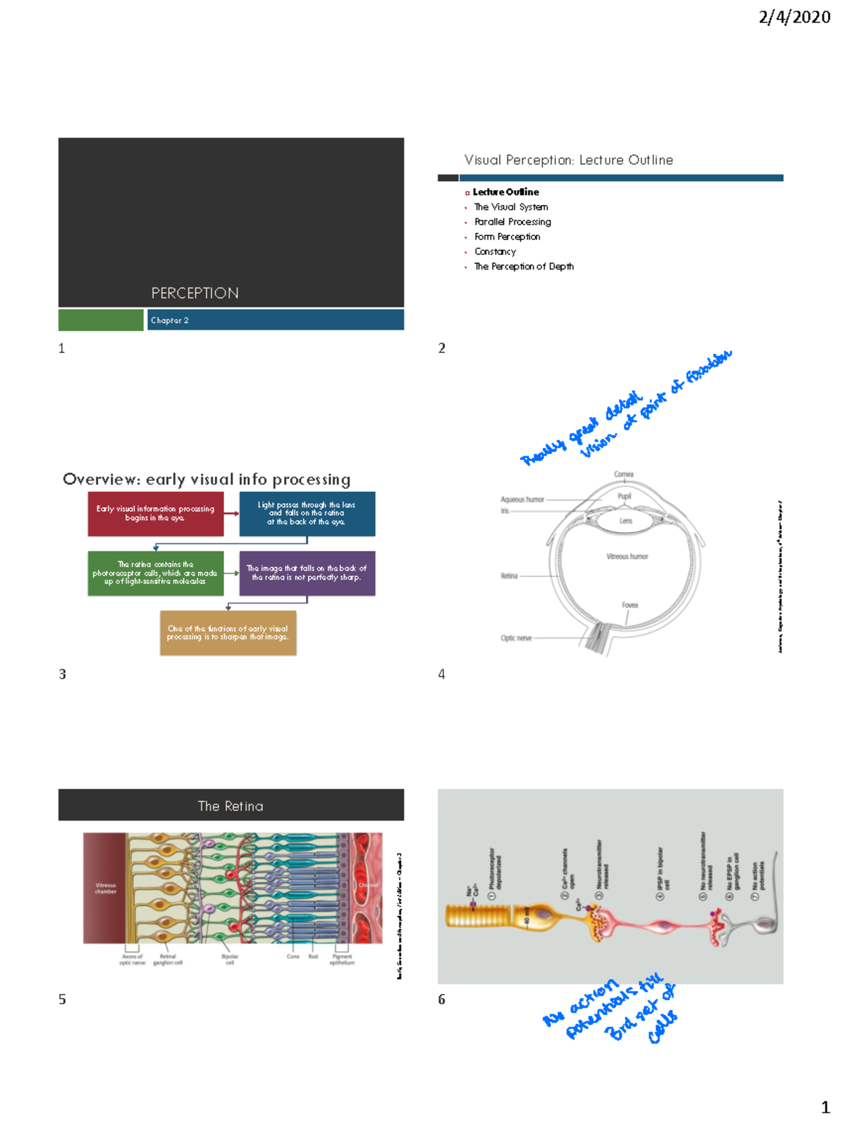 Chapter 03 - Visual Perception - PERCEPTION Chapter 2 Visual Perception: Lecture Outline Lecture ...