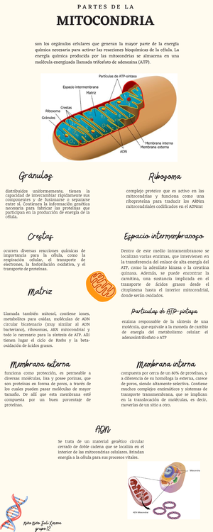 Caruncula - Carúncula, que es funciones y características ¿QUE ES LA ...