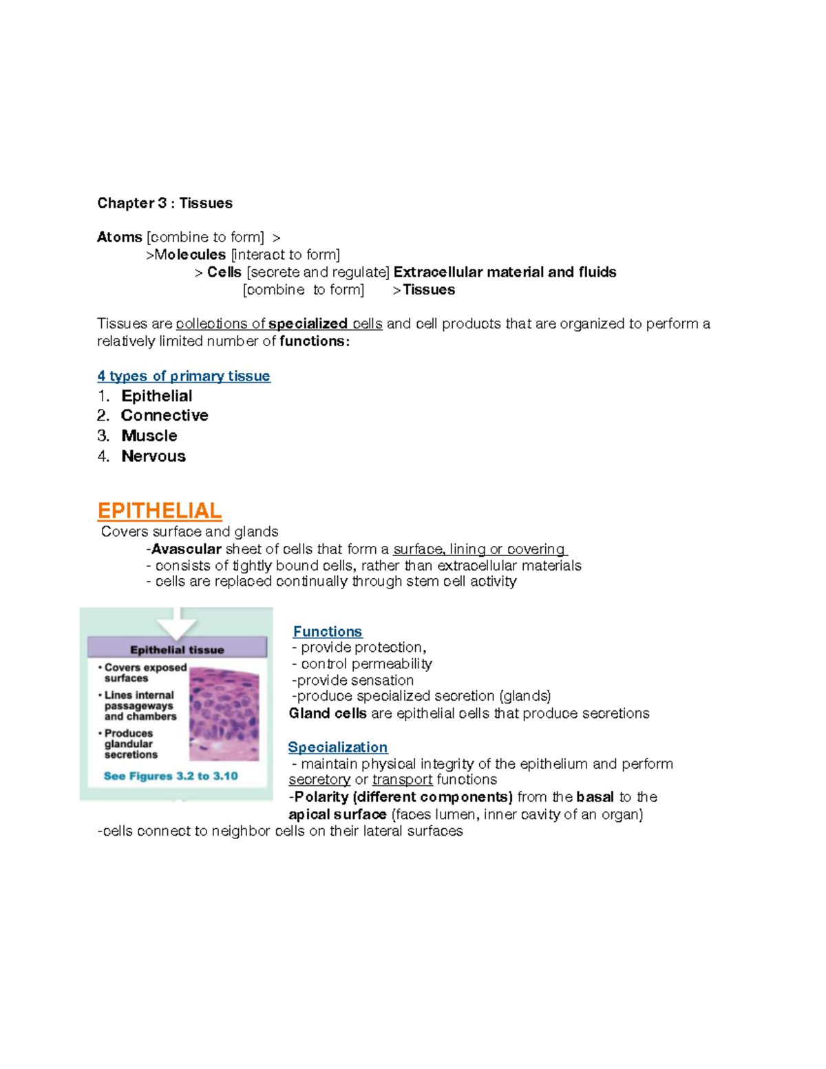Anatomy Chapter 3: Tissues - From Atoms to Cells and Functions - Studocu