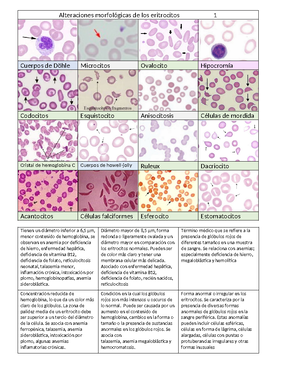 Formula ROJA - Análisis hematológicos - FORMULA ROJA (INDICES ...