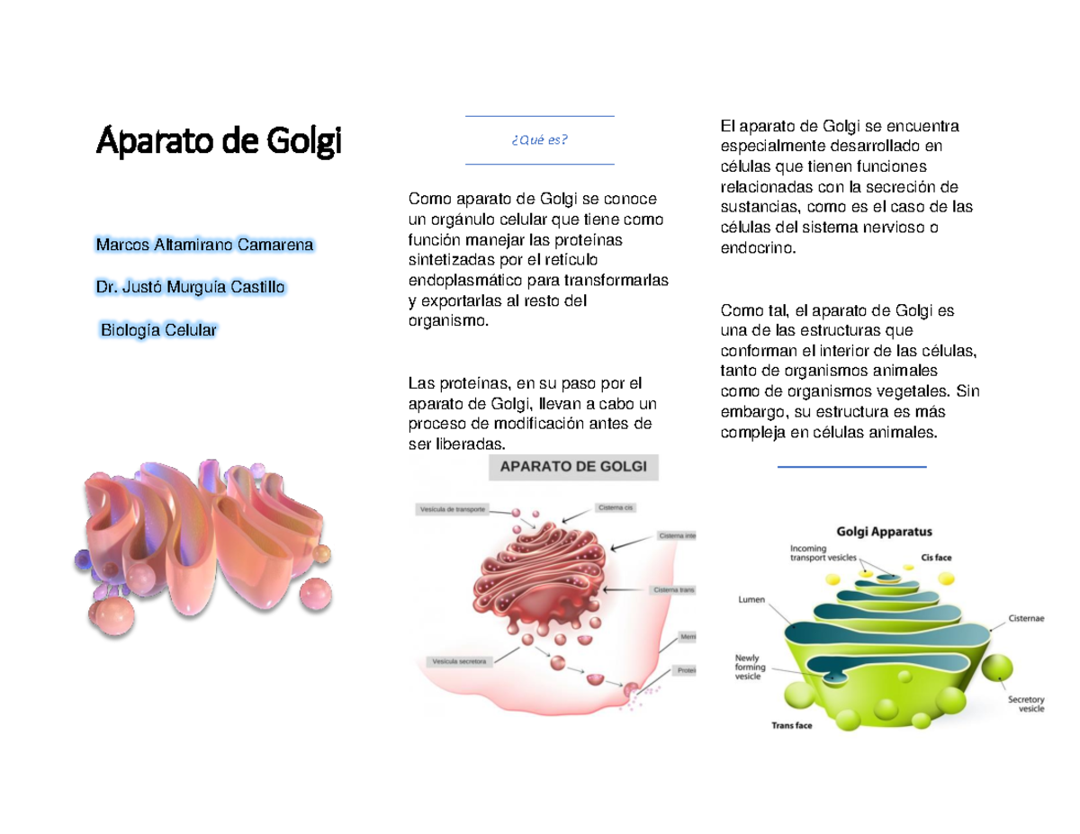 Aparato de Golgi - Aparato de Golgi Marcos Altamirano Camarena Dr ...
