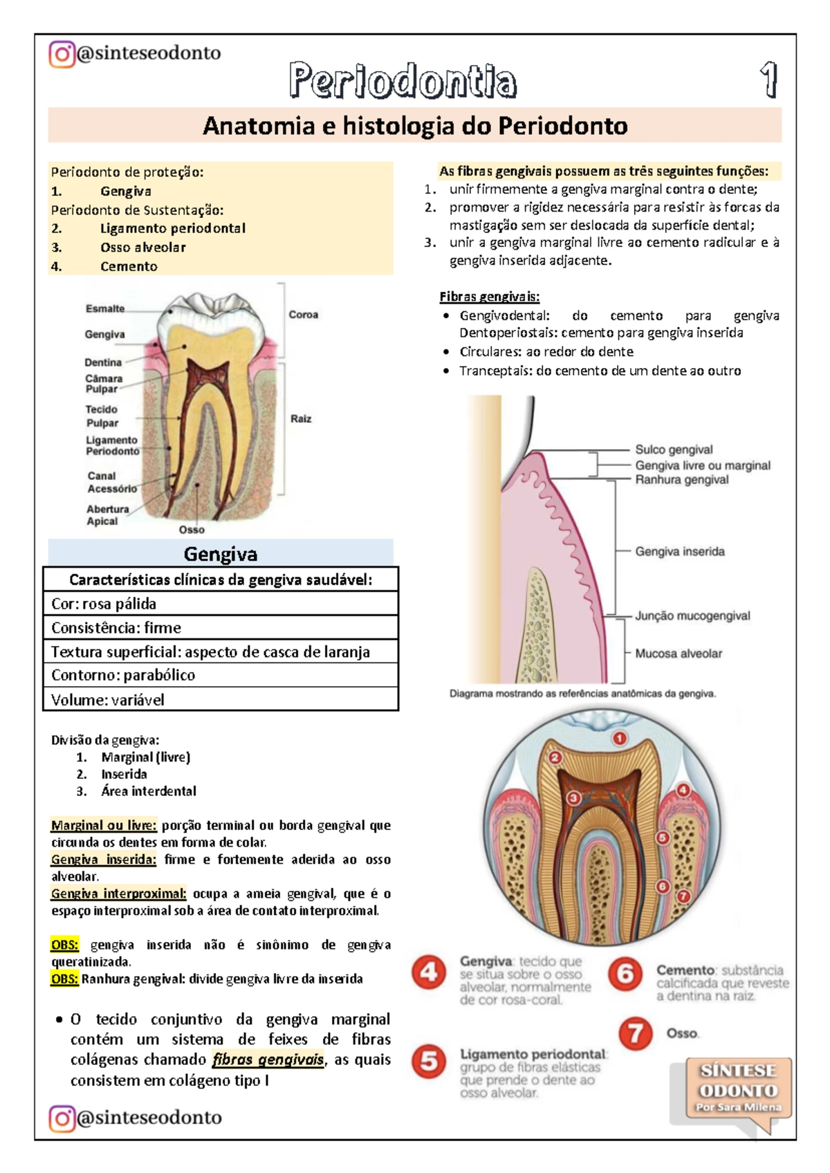 Periograma: Guia Completo para Avaliação Periodontal passo a passo ...